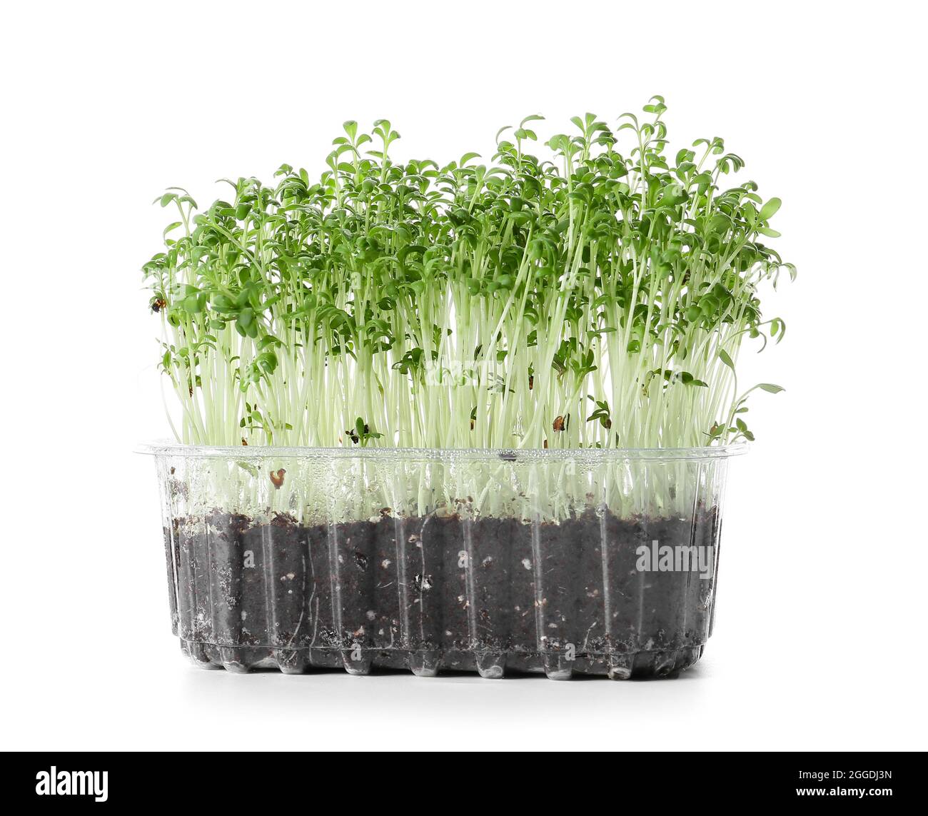 Plastic container with fresh micro green on white background Stock ...