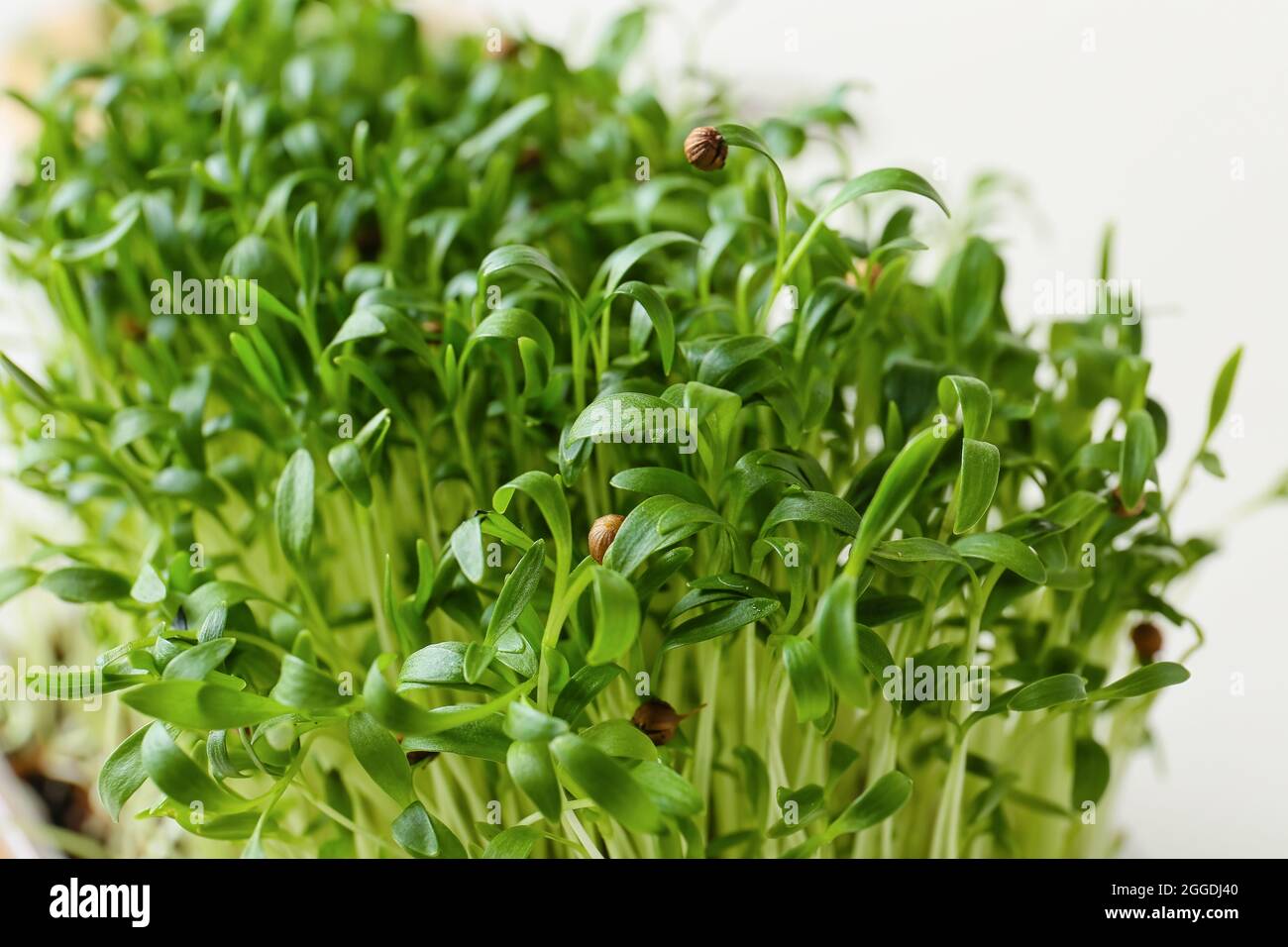 Young microgreens fresh cilantro hi-res stock photography and images ...