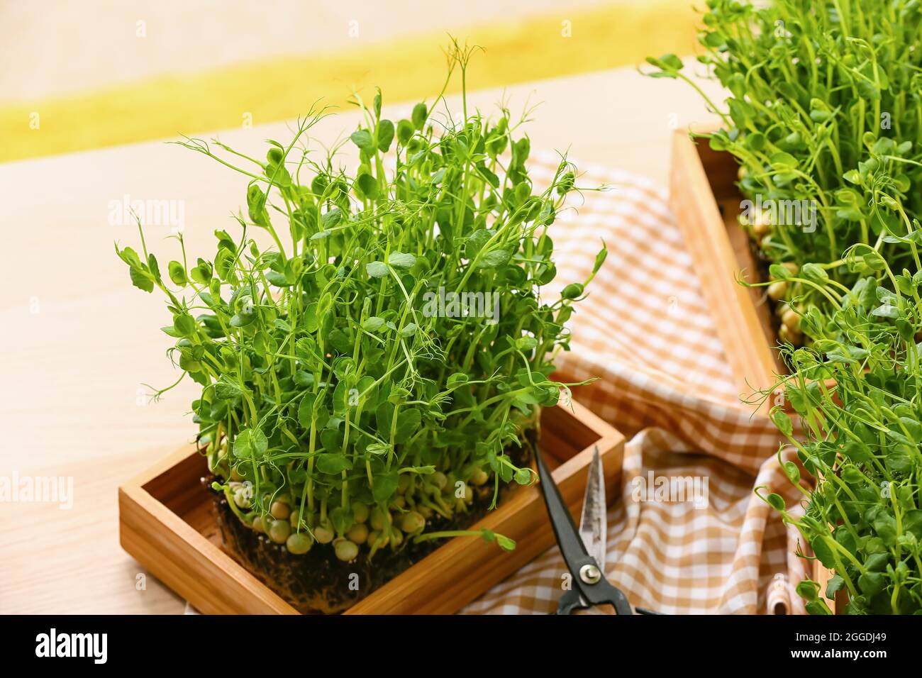 Box with fresh micro green on table Stock Photo - Alamy