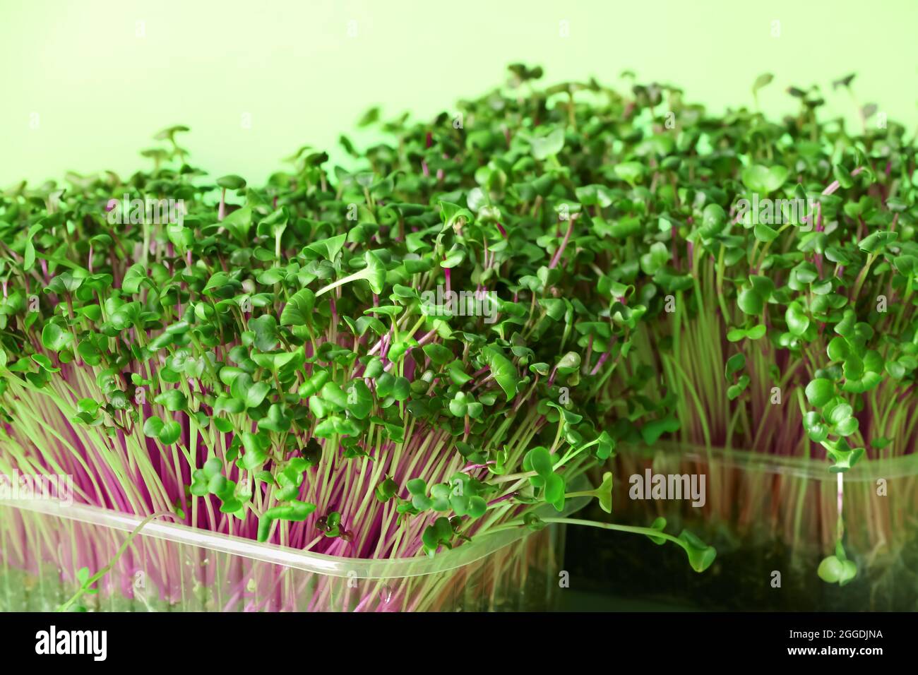 Plastic containers with fresh micro green on color background, closeup ...