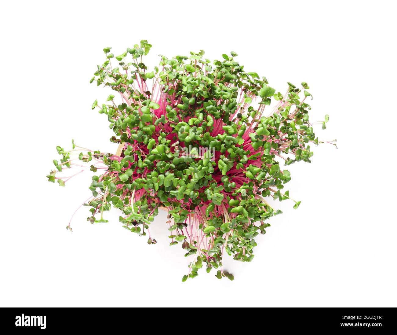 Micro greens radish on Cut Out Stock Images & Pictures - Alamy