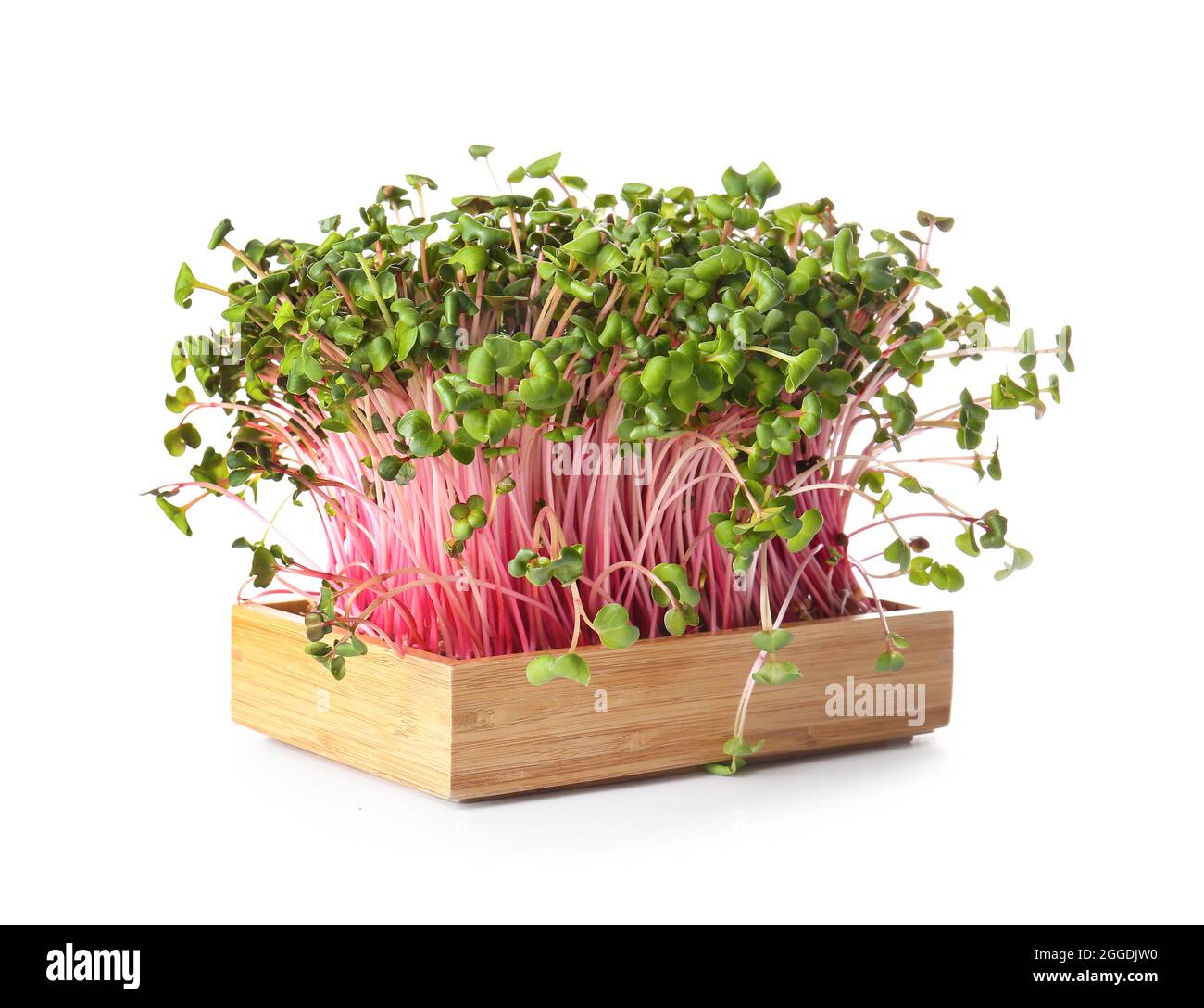 Wooden box with fresh micro green on white background Stock Photo - Alamy