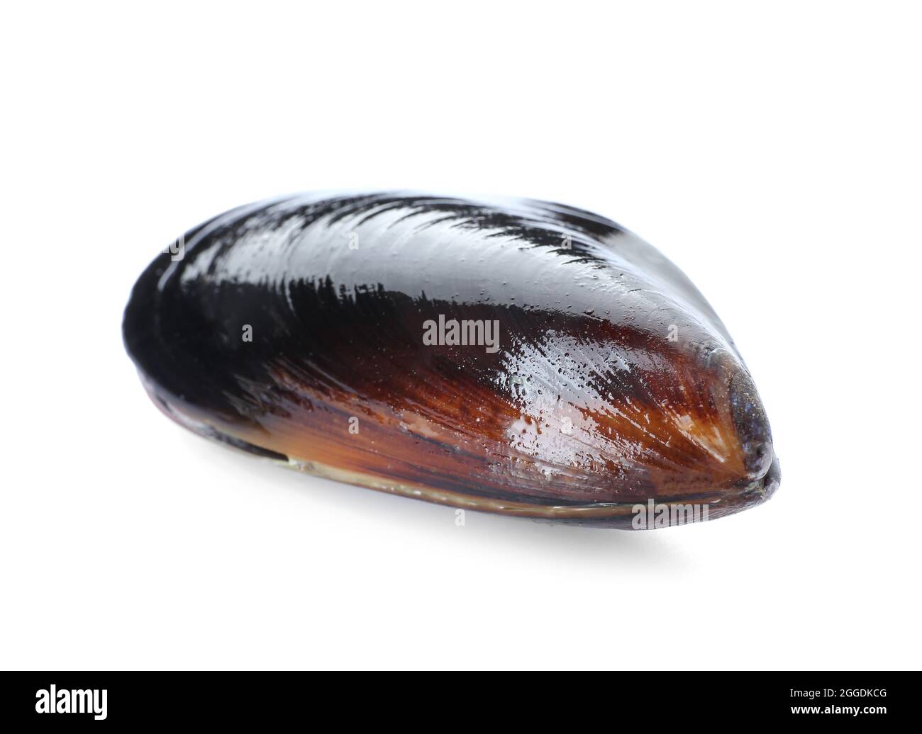 Fresh mussel on white background Stock Photo - Alamy