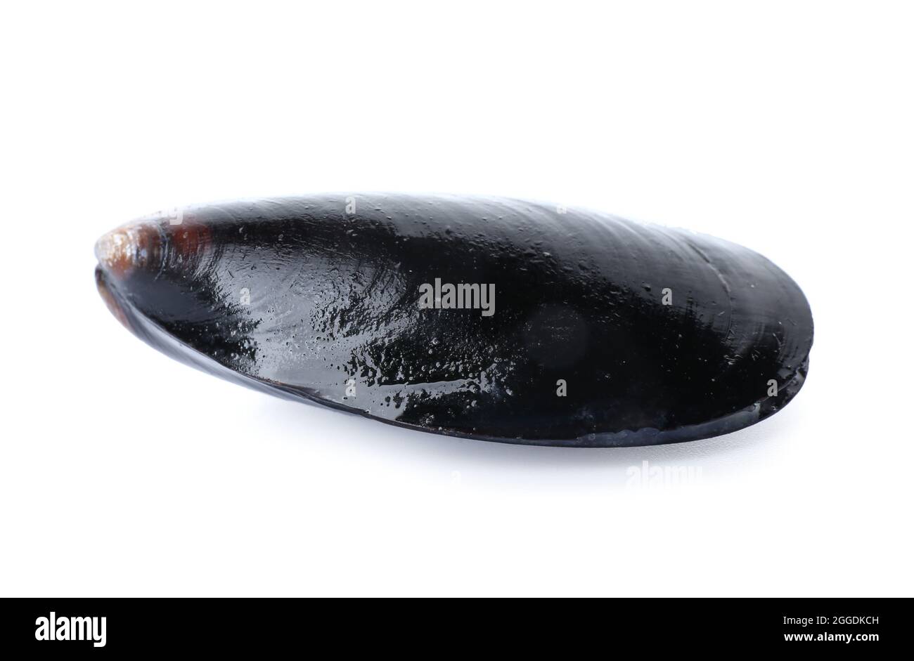 Fresh mussel on white background Stock Photo - Alamy