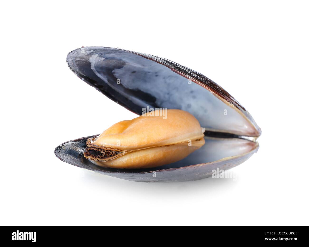 Raw mussel on white background Stock Photo - Alamy