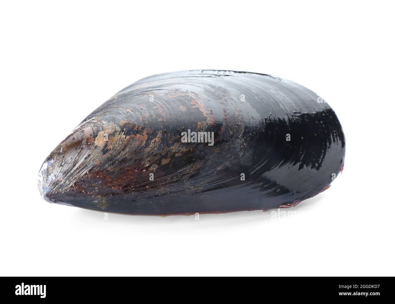 Fresh mussel on white background Stock Photo - Alamy
