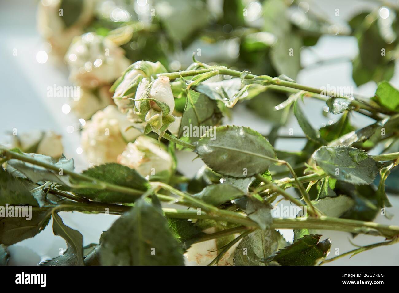 Withered white roses close up. Sadness concept. High quality photo ...