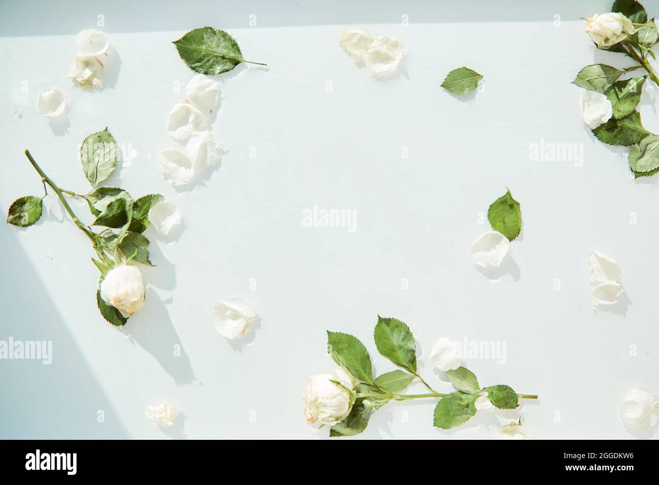 White Rose Petal Backgrounds