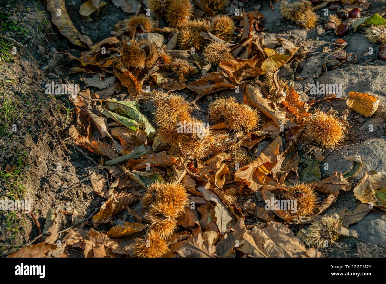 Empty Chestnut shells and dry leaves lying on the ground on a farm near ...