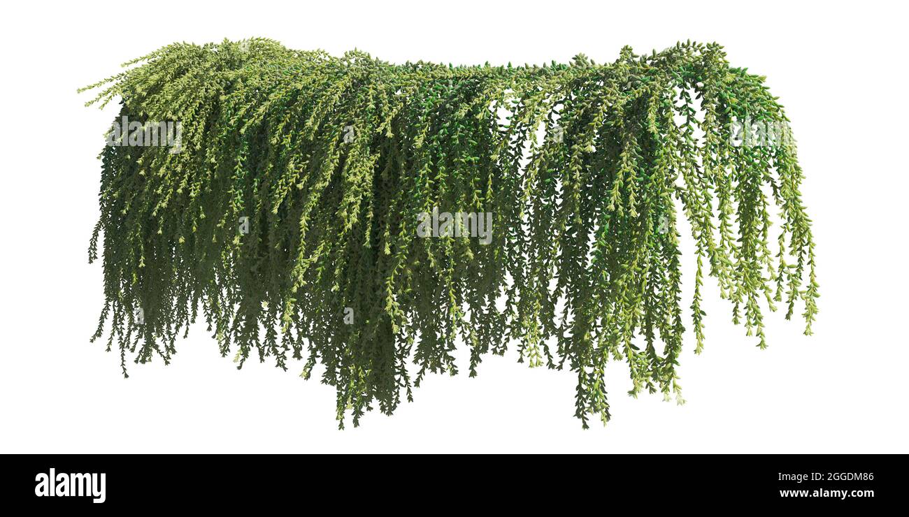 3D illustration climbing plants creepers isolated on white background ...