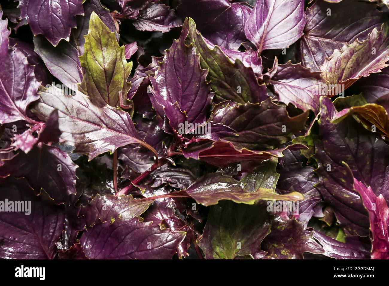 Fresh basil leaves as background, closeup Stock Photo - Alamy