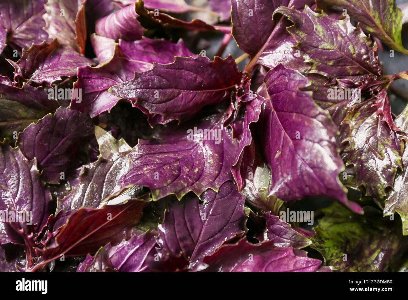 Fresh basil leaves as background, closeup Stock Photo - Alamy