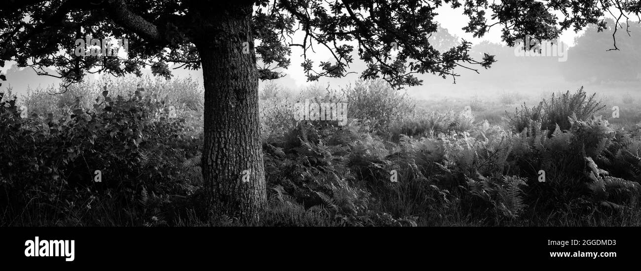 Black and white of under tree in wildlife Stock Photo - Alamy