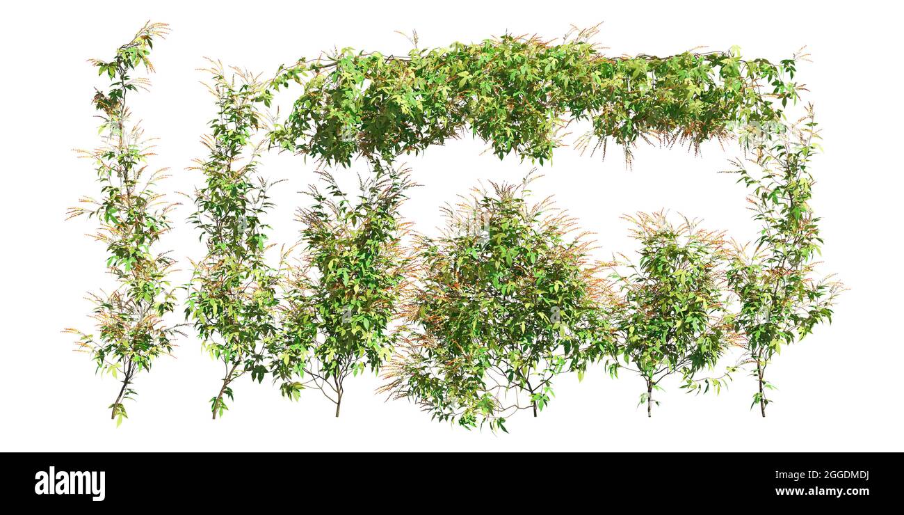 3D illustration climbing plants creepers isolated on white background ...
