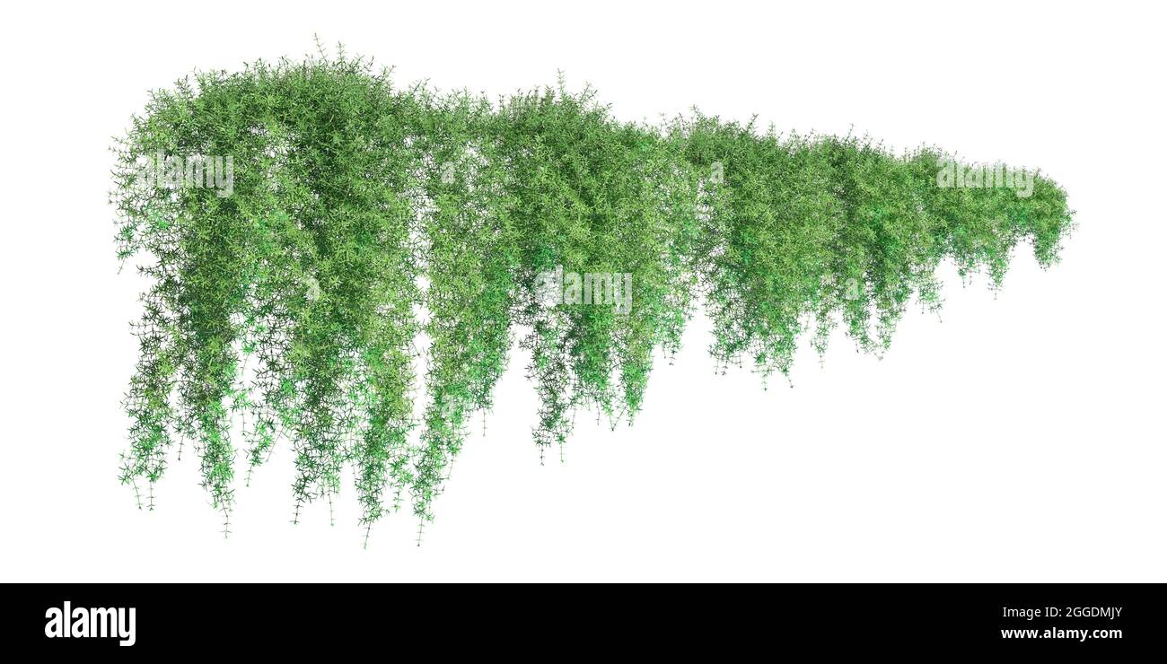 3D illustration climbing plants creepers isolated on white background ...