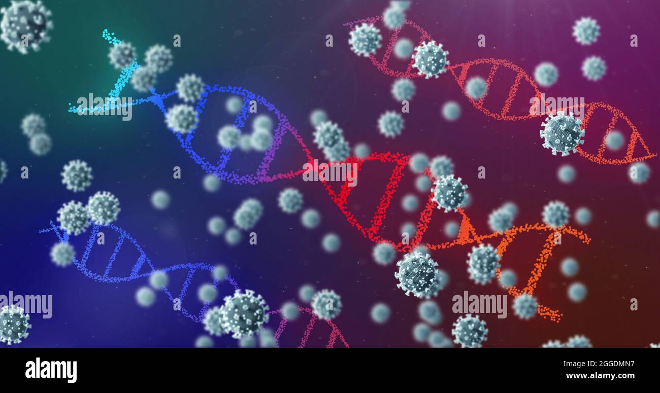 DNA and coronavirus cells image over gradient background Stock Photo ...