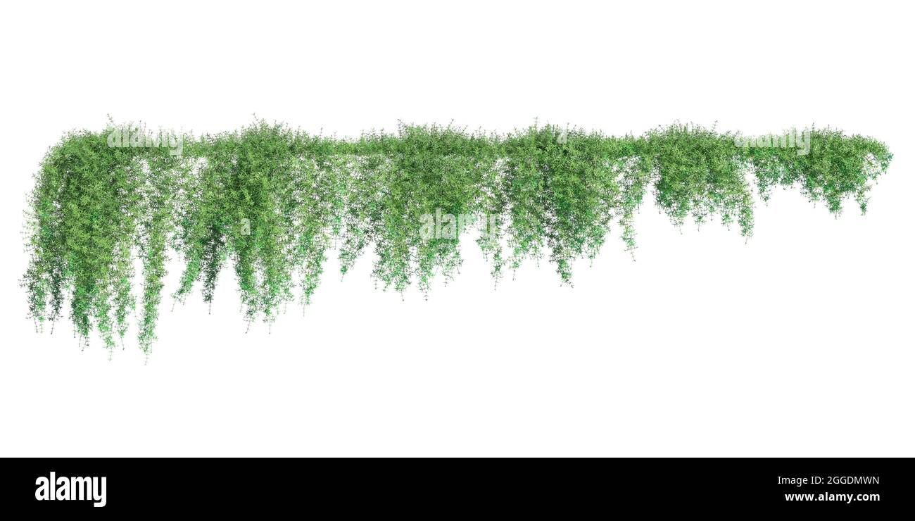 3D illustration climbing plants creepers isolated on white background ...