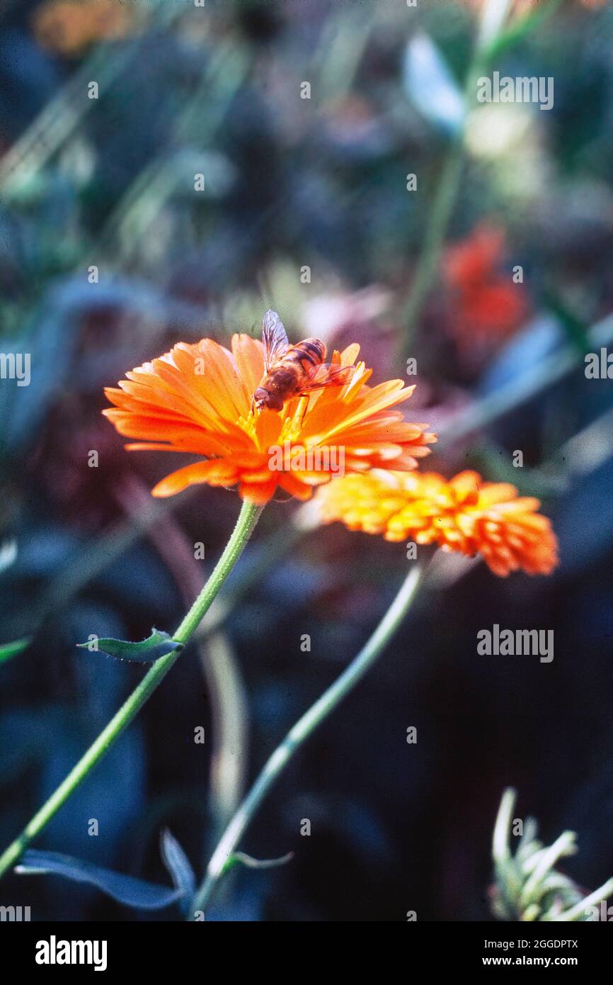 Bee pollinating a marigold flower Stock Photo - Alamy
