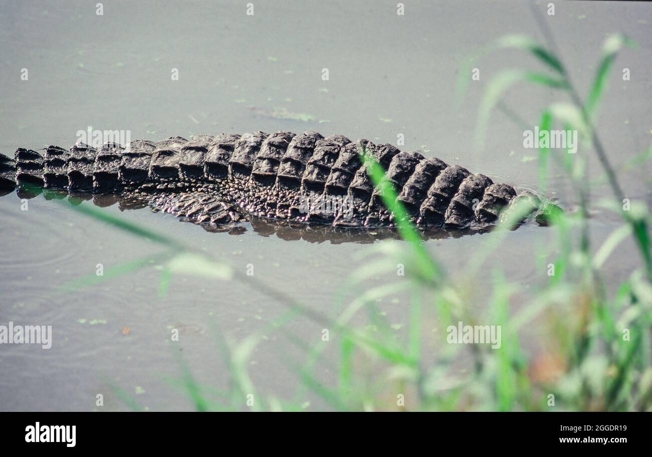 Alligator back hi-res stock photography and images - Alamy