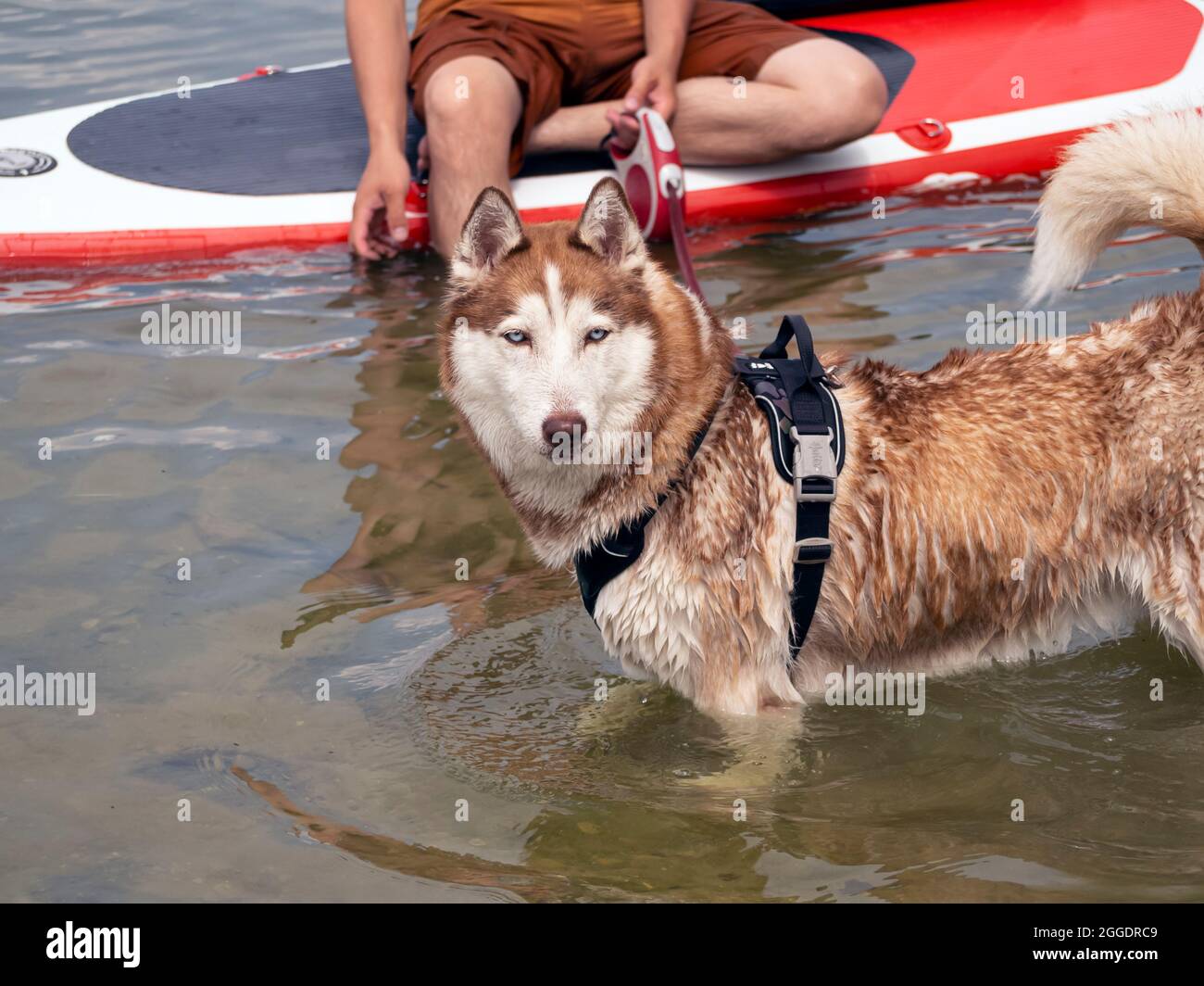 Do Husky Dogs Like To Swim