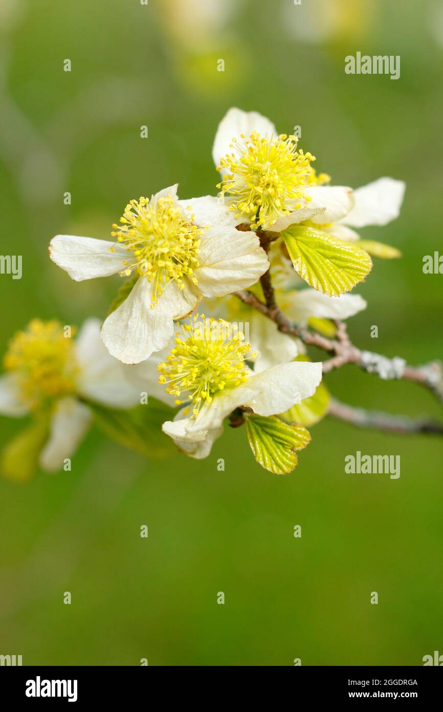 Spring blossoms of Parrotiopsis jacquemontiana, the Himalayan hazel ...