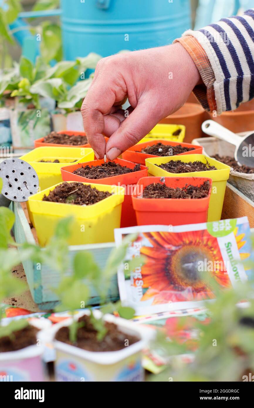 Sowing sunflower seeds individually into pots - Helianthus annuus ...