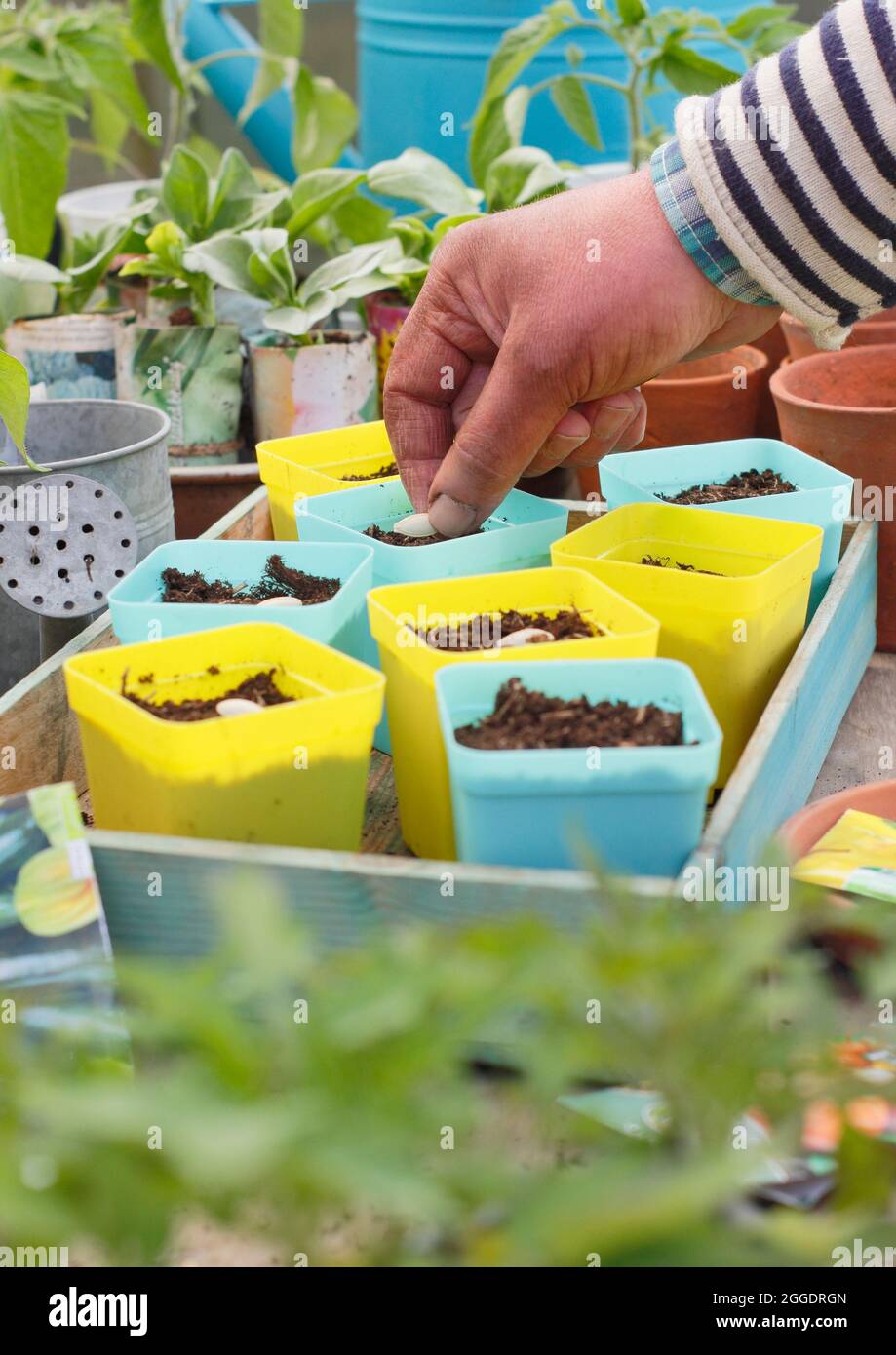 Sowing courgettes. Sowing courgette 'Defender' by placing each seed on ...