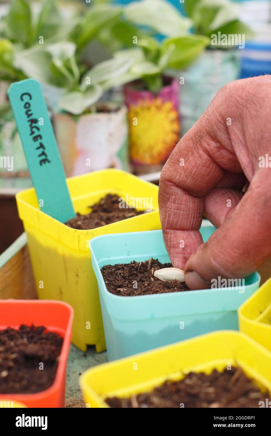Sowing courgettes. Sowing courgette 'Defender' by placing each seed on ...