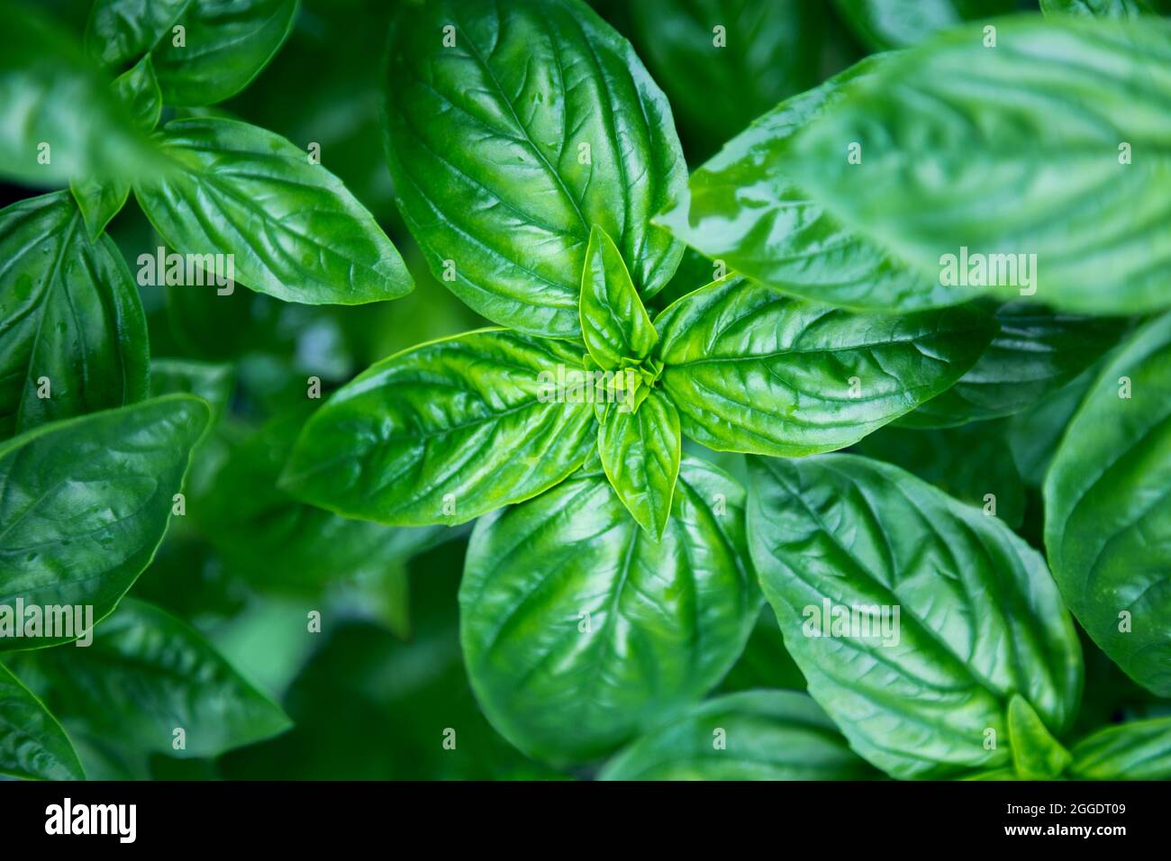 Organic green basil plant growing in garden. Top view. Food background ...