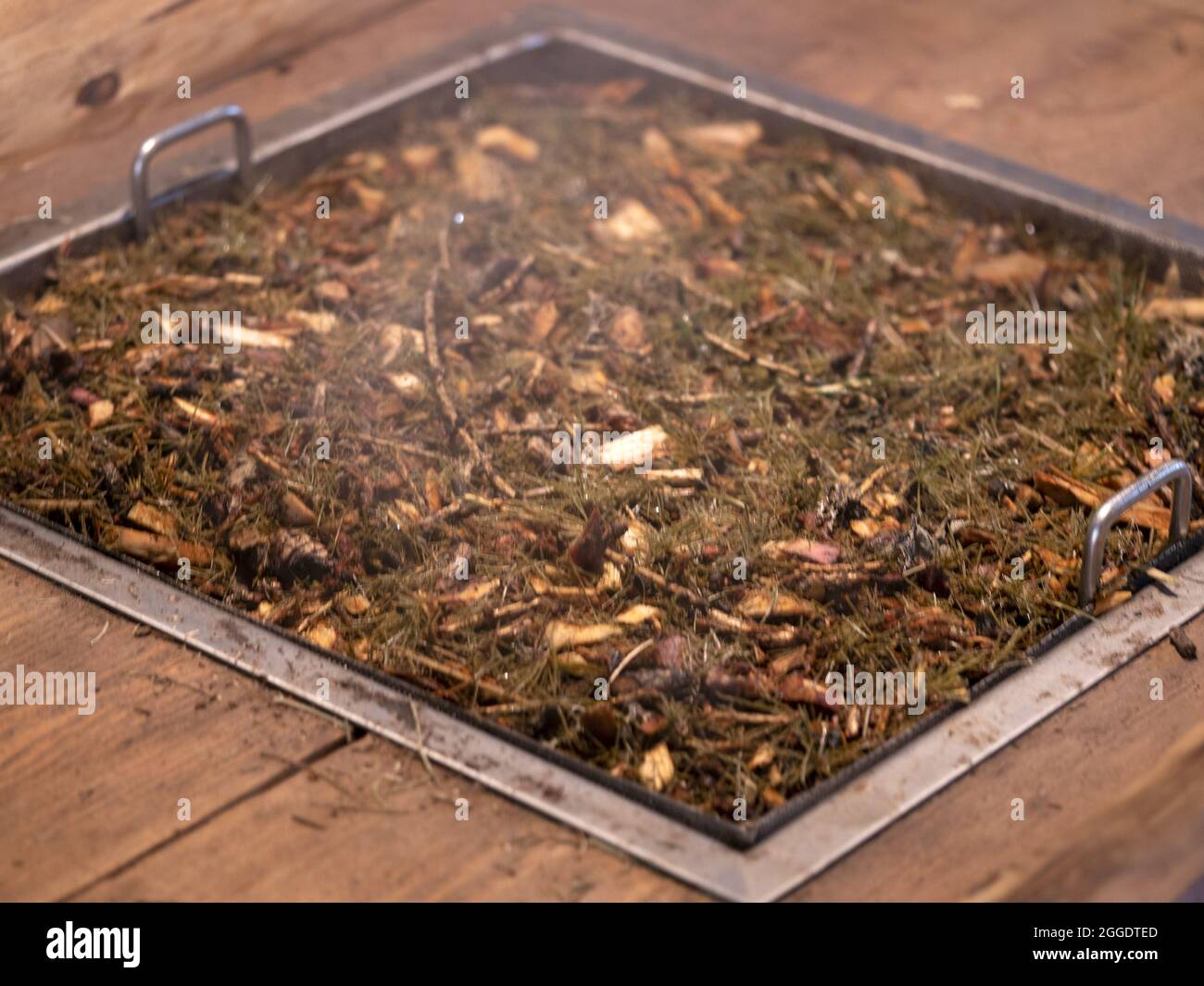 natural mountain pine essential oil factory distillery Stock Photo - Alamy