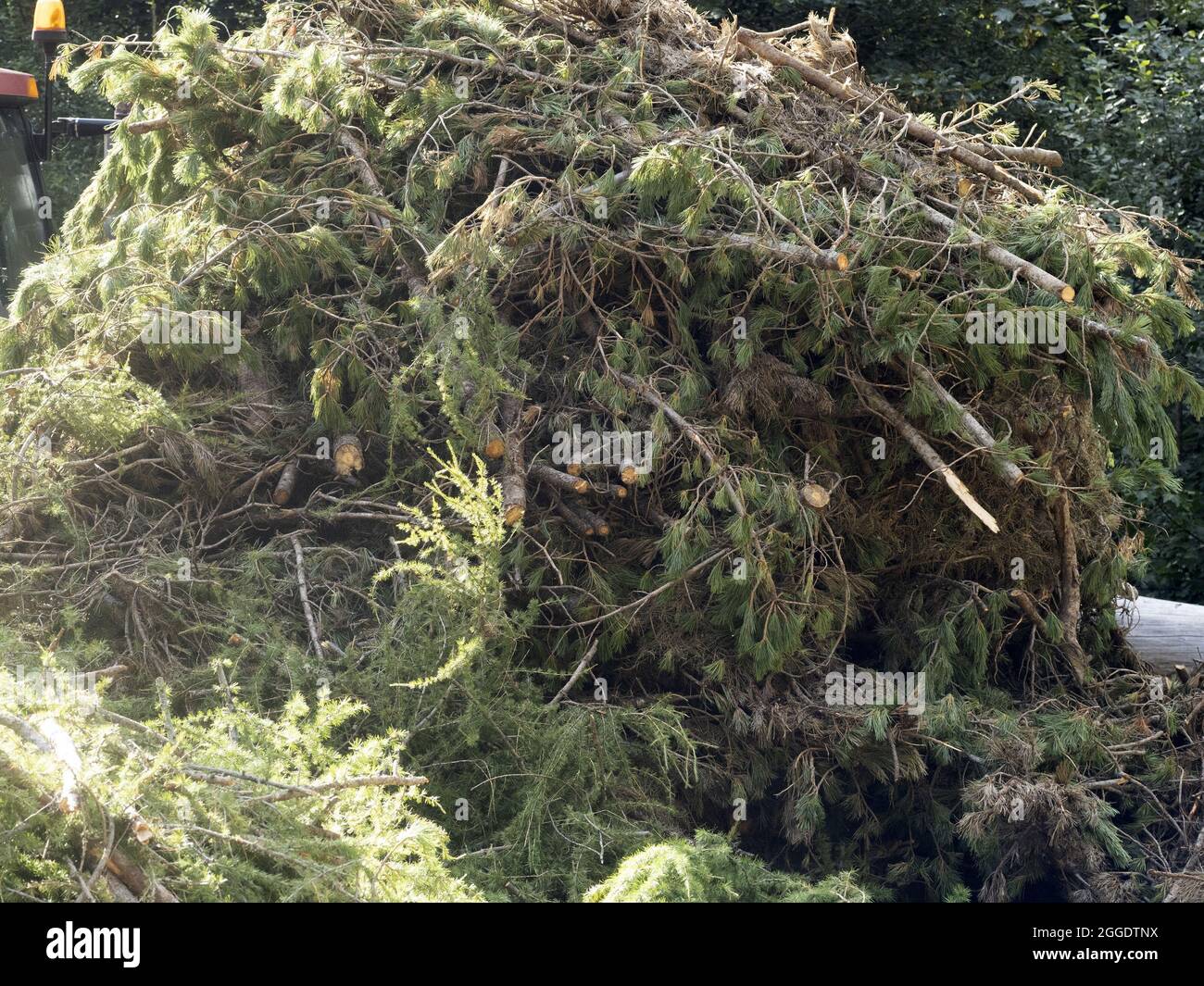 natural mountain pine essential oil factory distillery Stock Photo - Alamy