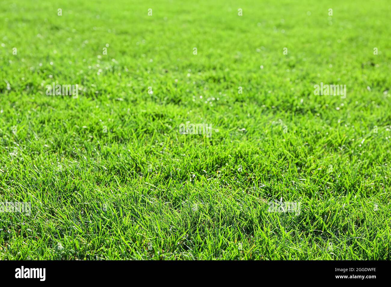 Fresh green grass on lawn Stock Photo - Alamy