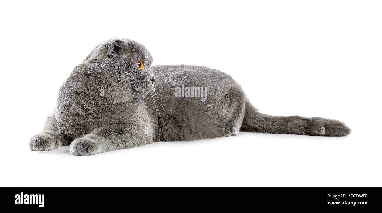 Cute grey cat on white background Stock Photo - Alamy