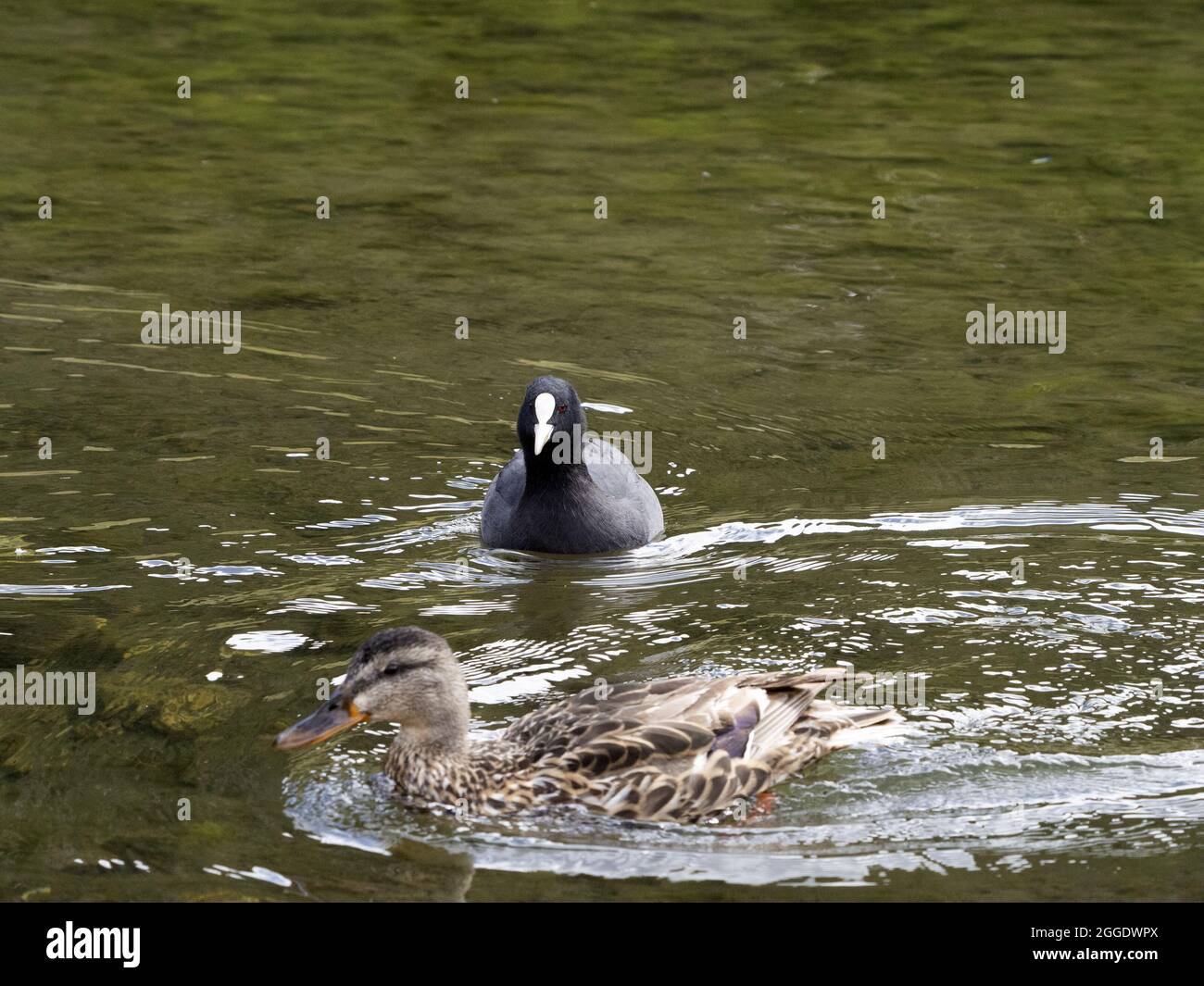 coot bird duck swimming in the lake Stock Photo - Alamy