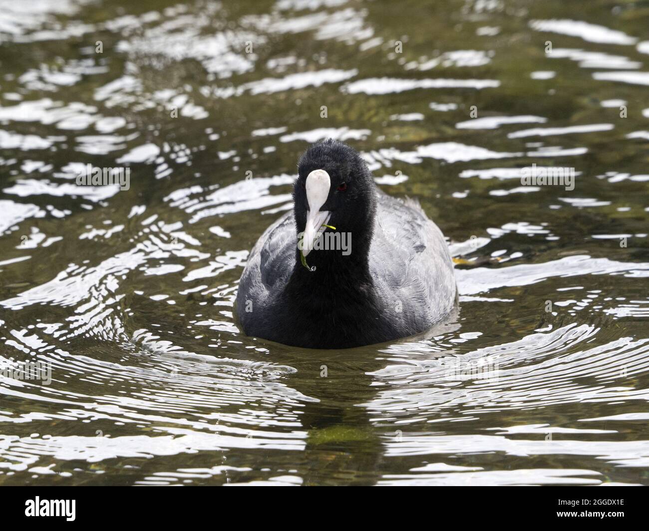 coot bird duck swimming in the lake Stock Photo - Alamy