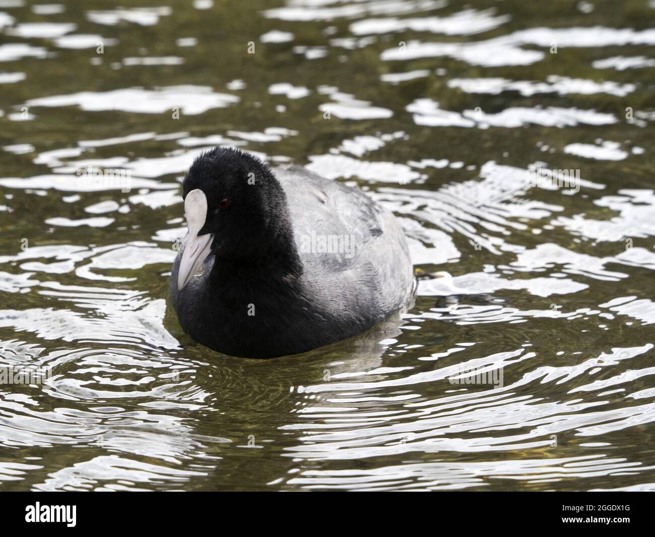 coot bird duck swimming in the lake Stock Photo - Alamy