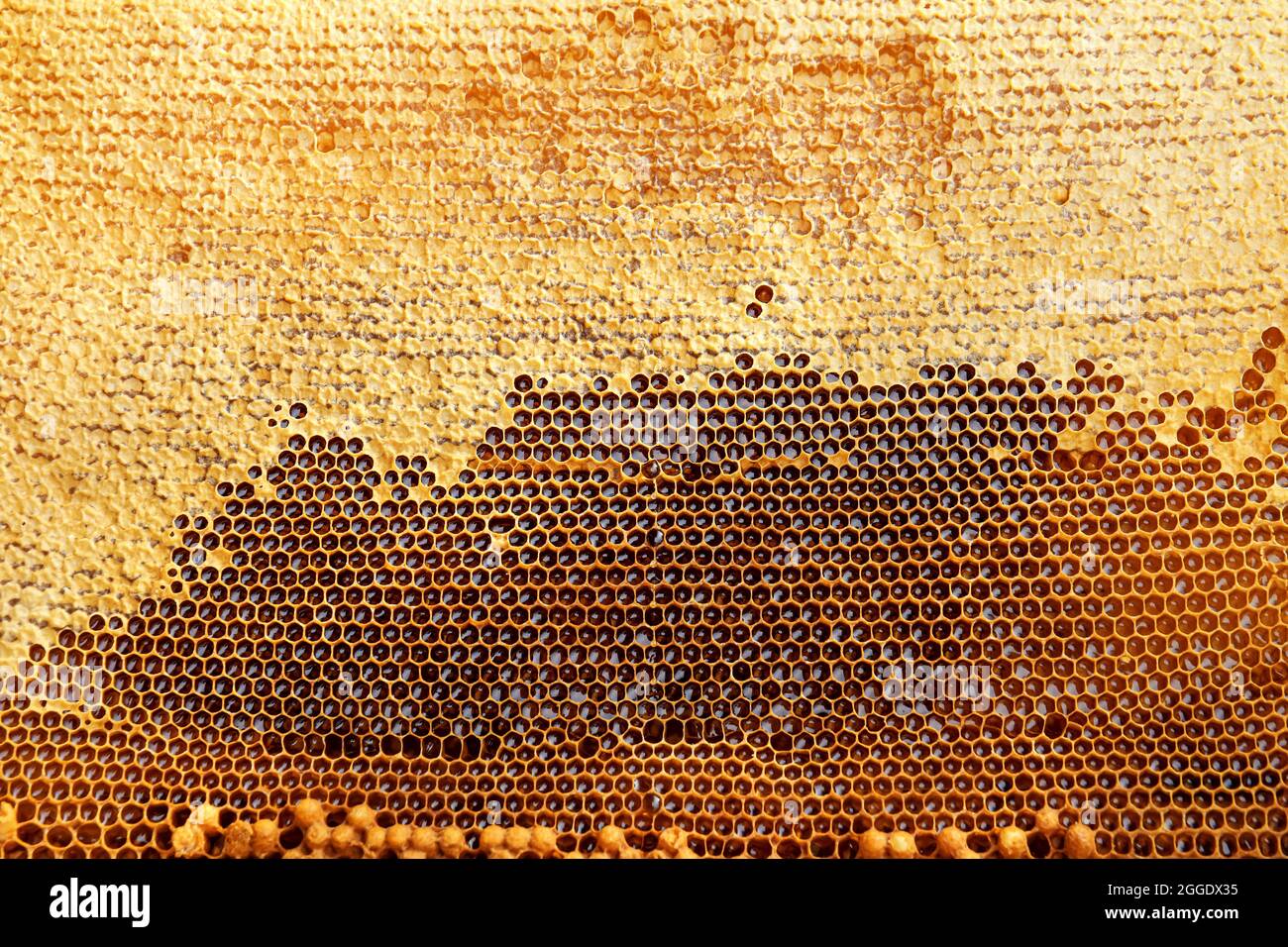 Texture of honey combs, closeup Stock Photo - Alamy