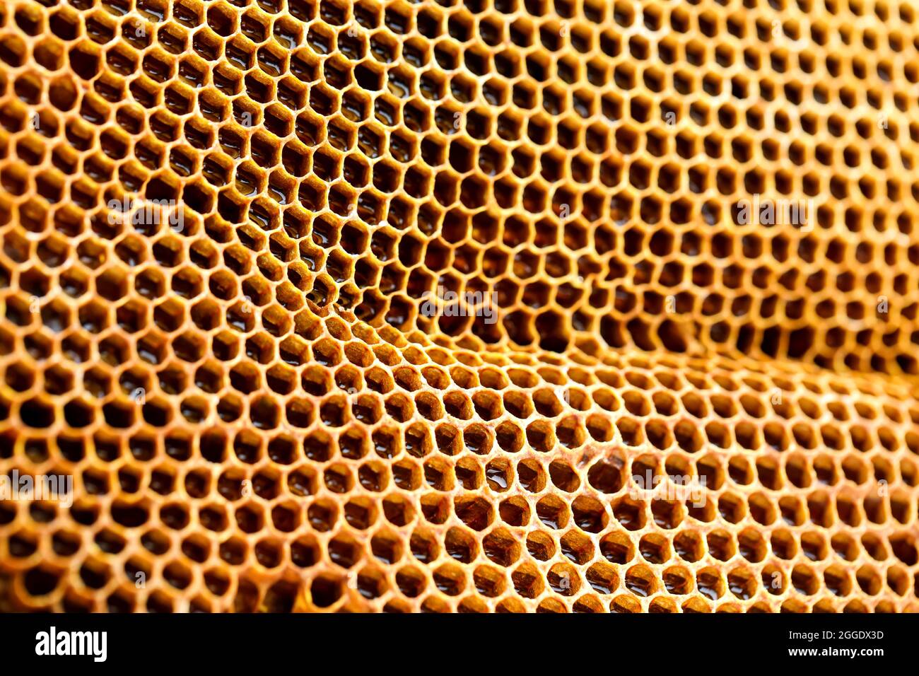 Texture of honey combs, closeup Stock Photo - Alamy