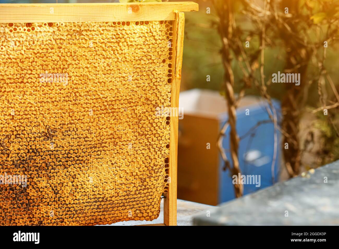 Frame with honey combs at apiary Stock Photo - Alamy