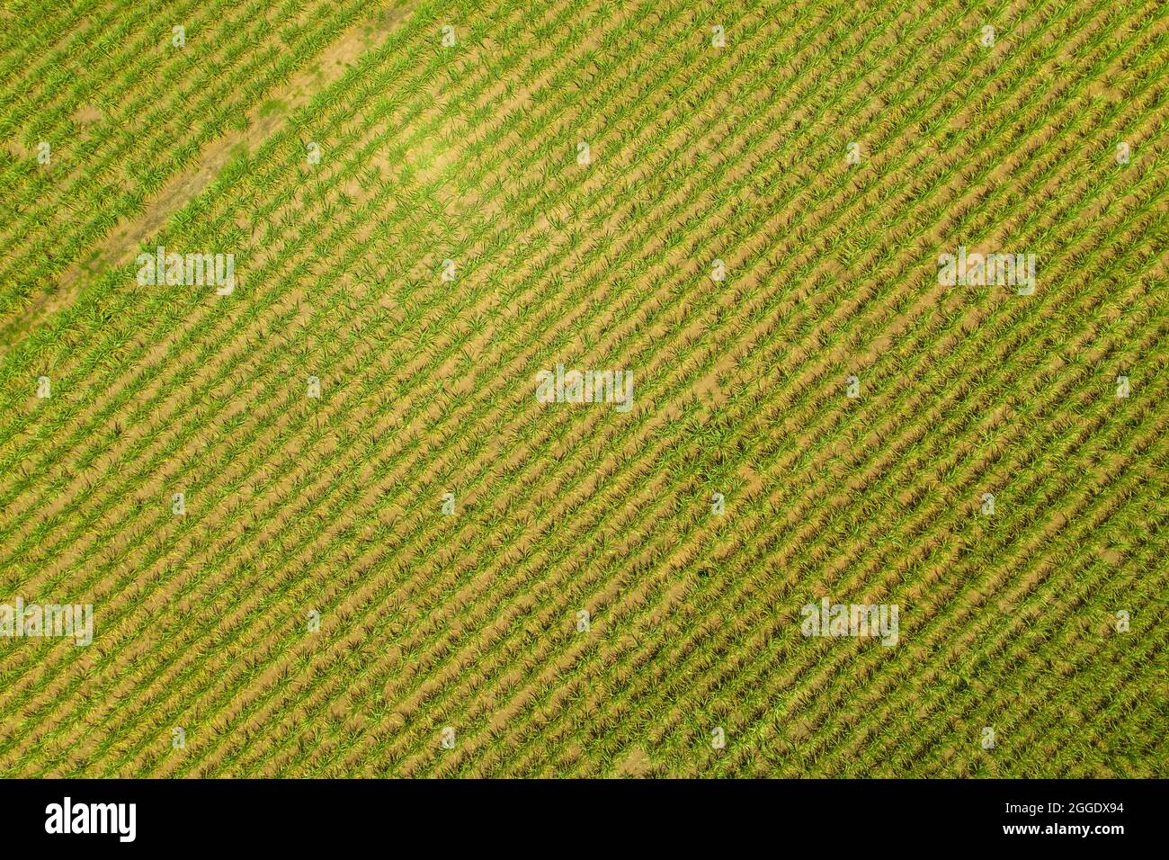 cane field seen from above on sunny day in Brazil Stock Photo - Alamy
