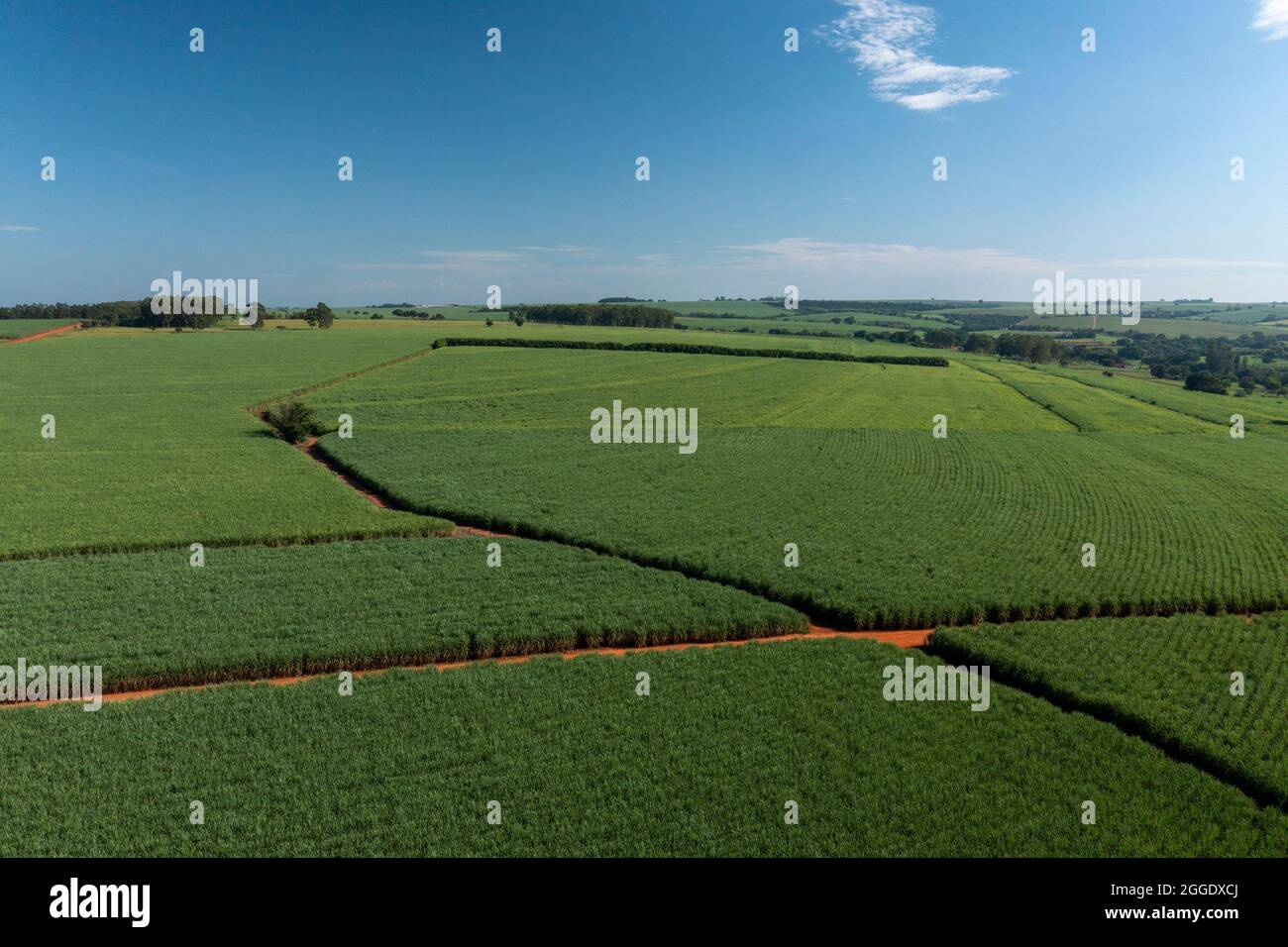 aerial view of sugarcane plantation in sunny day in Brazil Stock Photo ...
