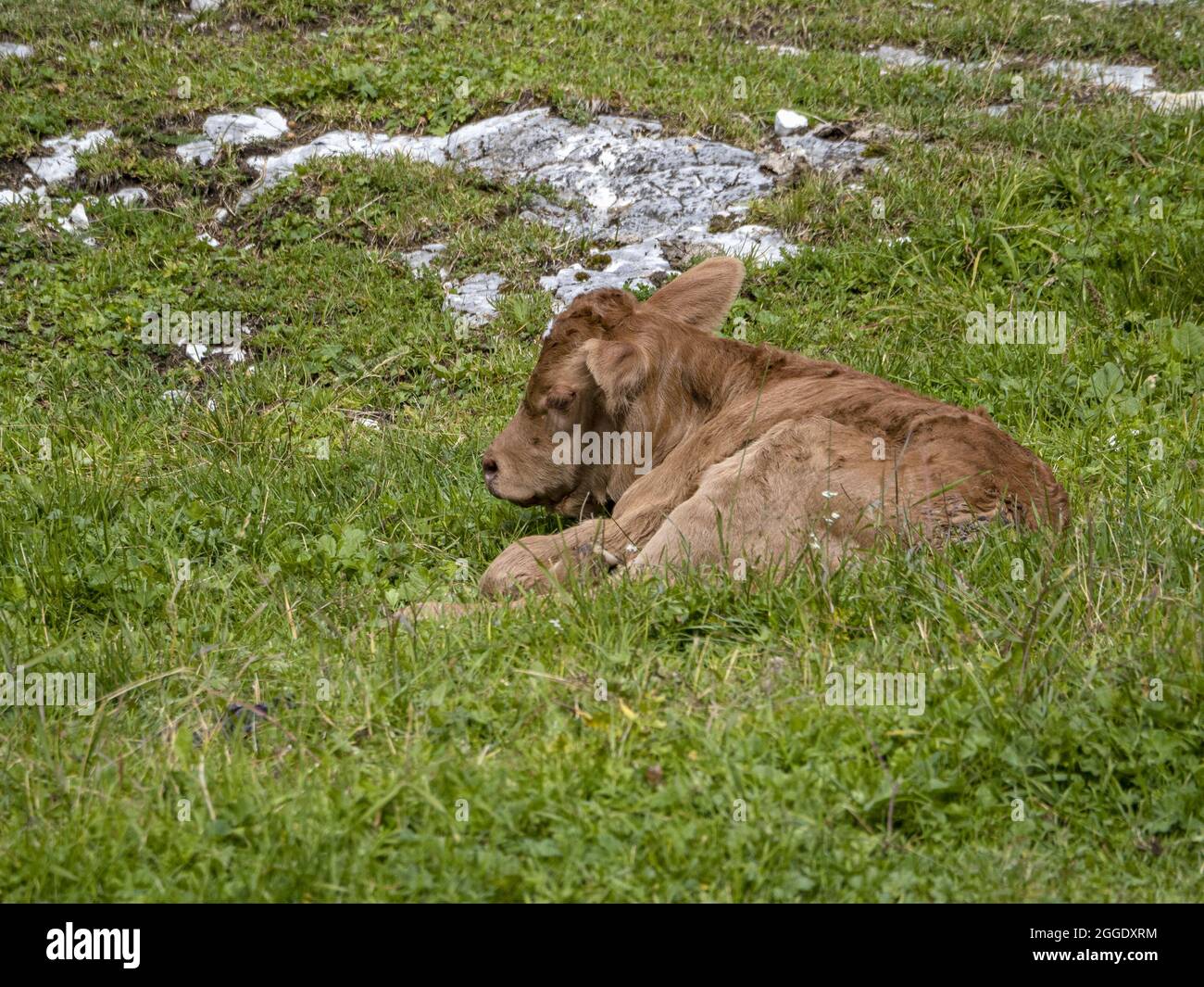 Cow with just born hi-res stock photography and images - Alamy