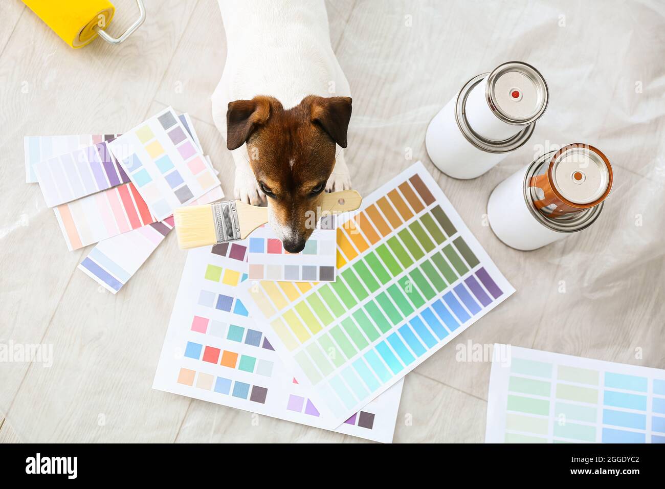 Cute dog with brush and paint color samples in room Stock Photo - Alamy