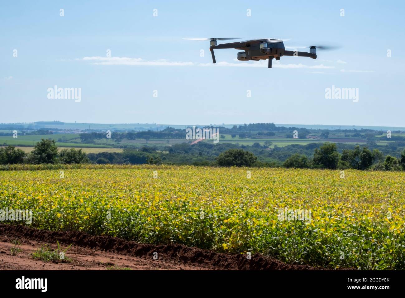 Soy bean plant in sunny hi-res stock photography and images - Alamy