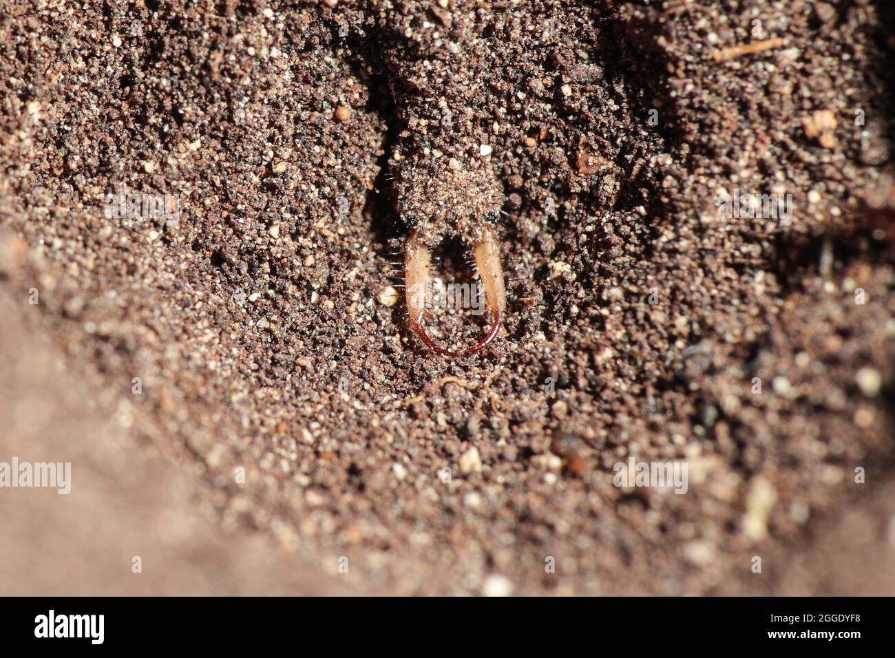 Mandibls of ant lion larva. Malta, Mediterranean Stock Photo - Alamy