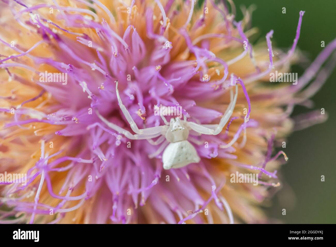White Humped Crab Spider, Thomisus onustu, on Maltese Rock-Centaury ...