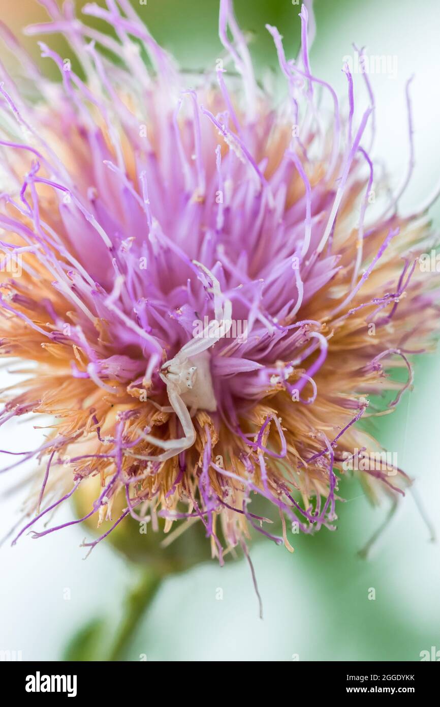White Humped Crab Spider, Thomisus onustu, on Maltese Rock-Centaury ...