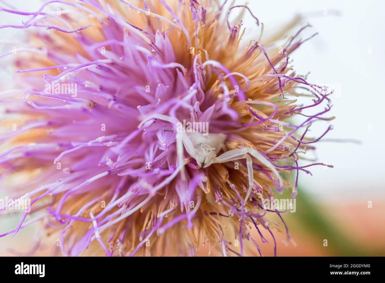 White Humped Crab Spider, Thomisus onustu, on Maltese Rock-Centaury ...