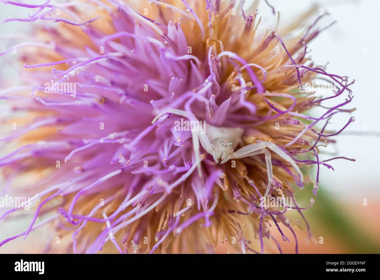White Humped Crab Spider, Thomisus onustu, on Maltese Rock-Centaury ...