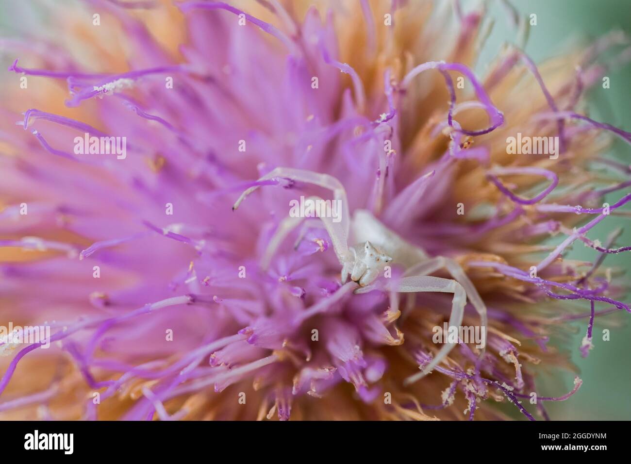 White Humped Crab Spider, Thomisus onustu, on Maltese Rock-Centaury ...